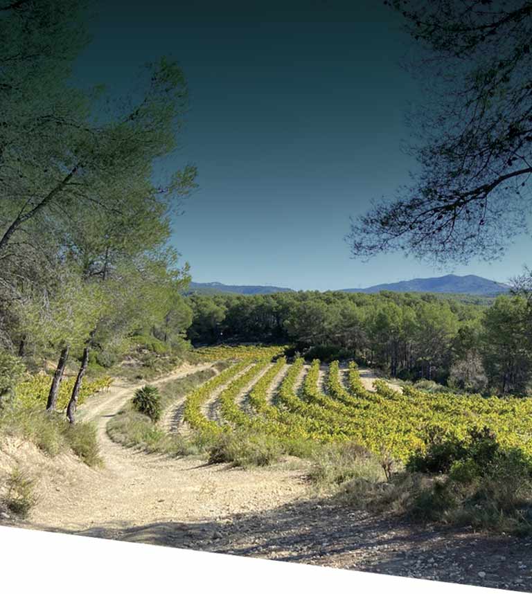 Damien Carbonnier te enseña cómo ayunar correctamente